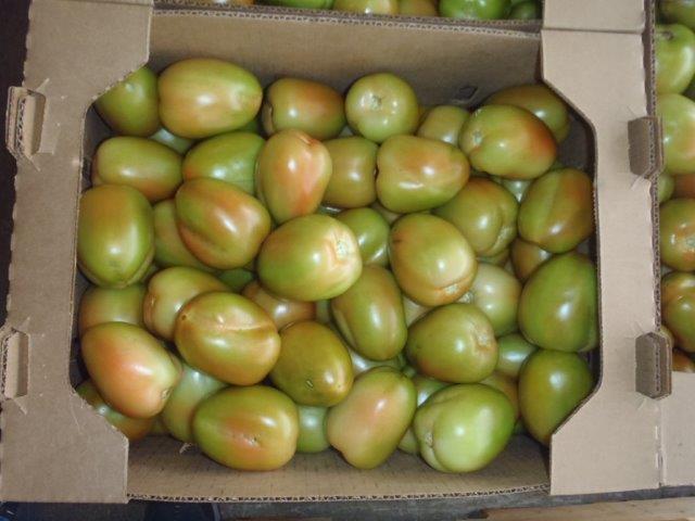 Our News - Romas from Oceanside are on their way - Oppy