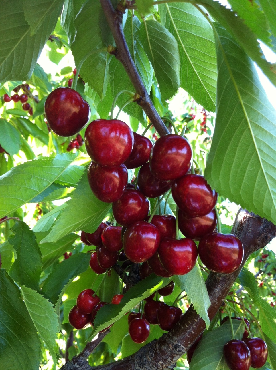 Our News - Cherries from home warm a heart - Oppy