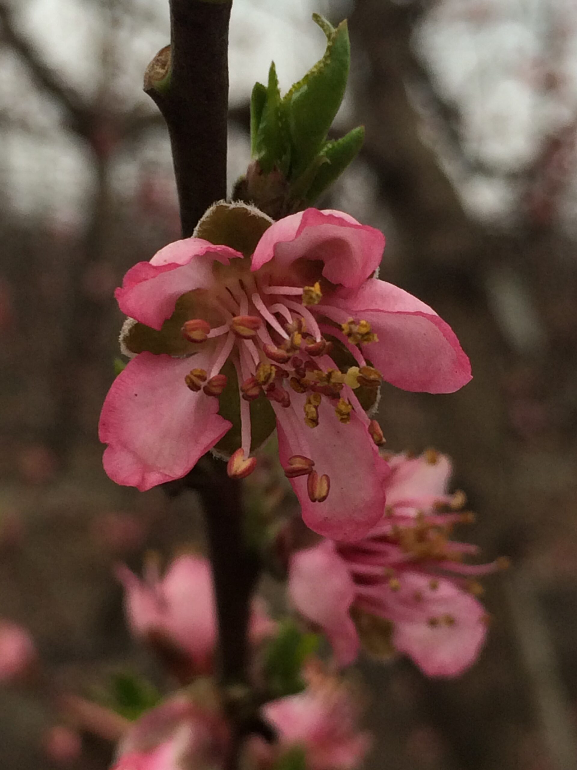 Our News - Nectarine flower - Oppy