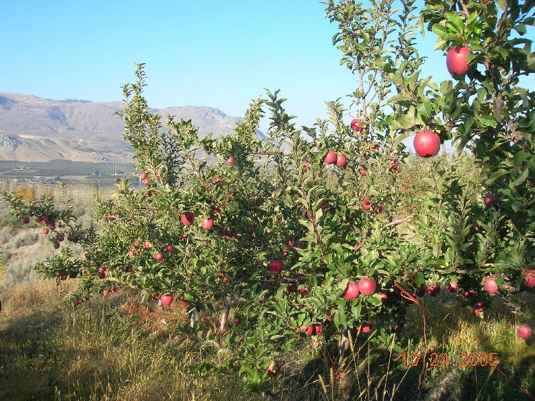 Our News - Pacific Rose celebrates! - Oppy