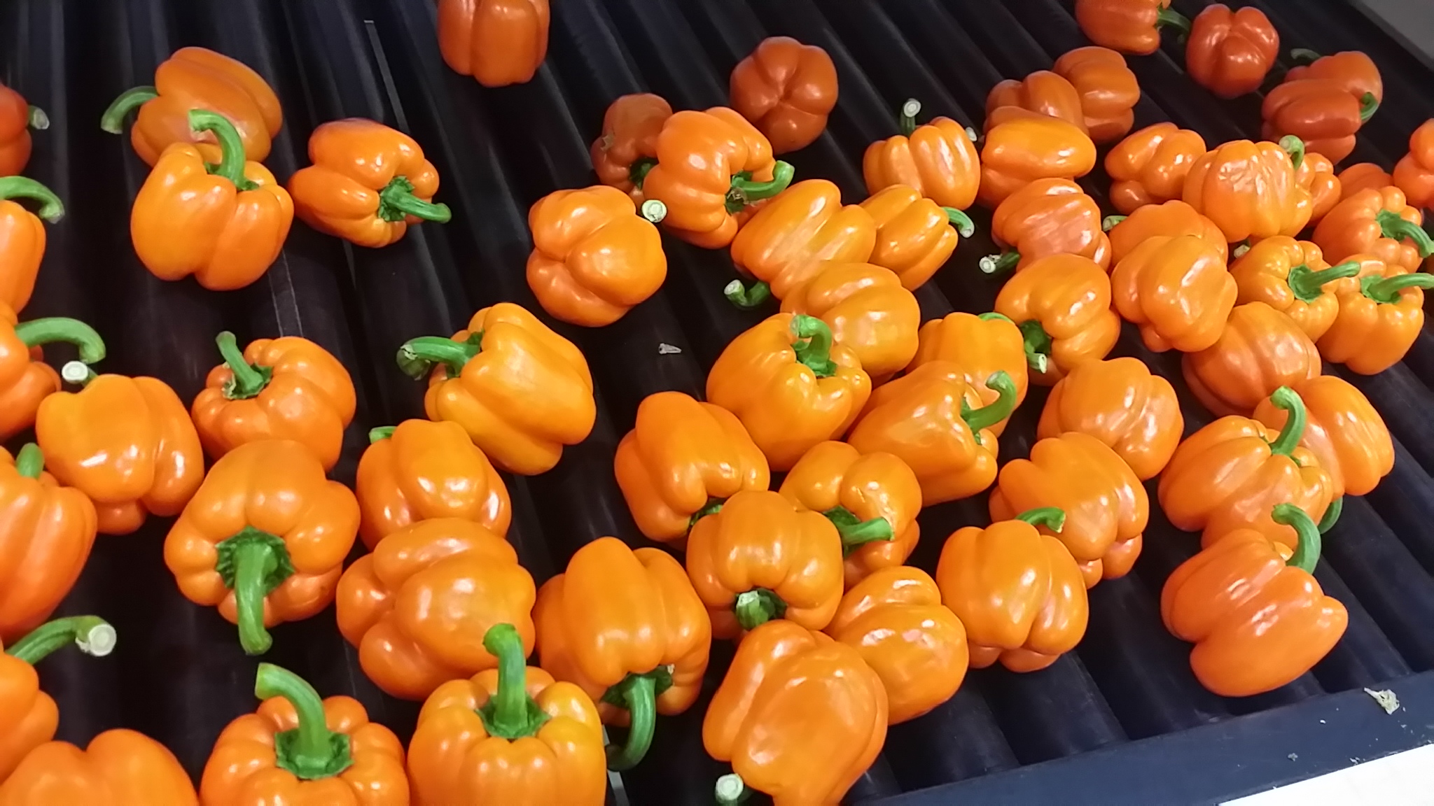 Our News - The time is right for orange peppers - Oppy