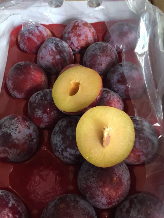 Our News - Crimson Fall plums are here - Oppy