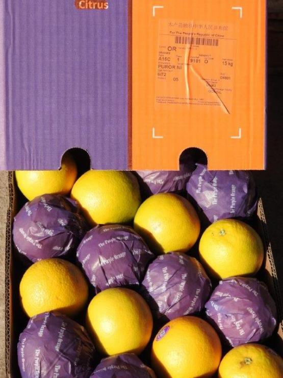Our News - Meet the purple orange - Oppy
