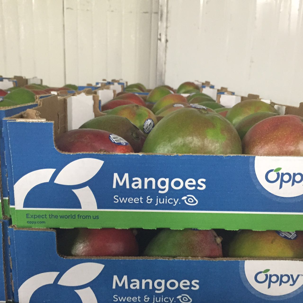 Our News - Oppy mangoes get a tune-up - Oppy