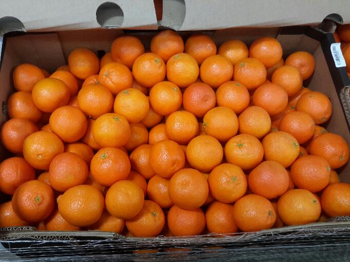Our News - Marvelous Moroccan Clementines - Oppy