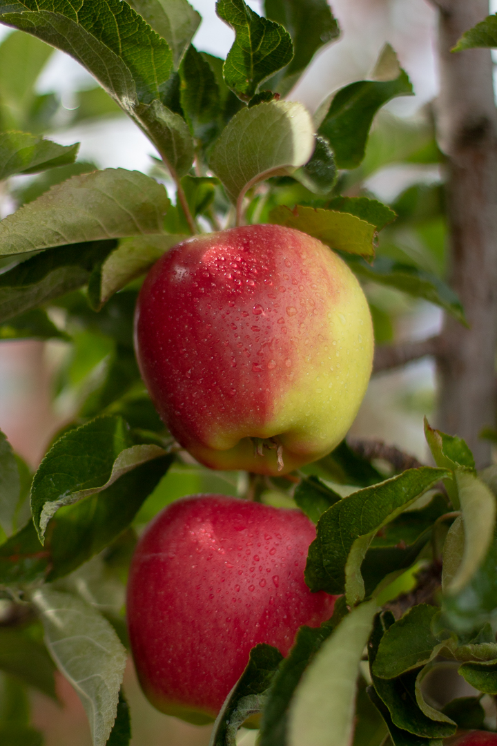 Our News - A homegrown original from beautiful British Columbia - Oppy