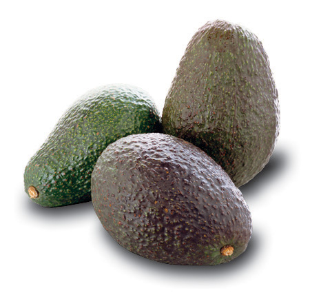 Our News - Amazing avocados arrive - Oppy