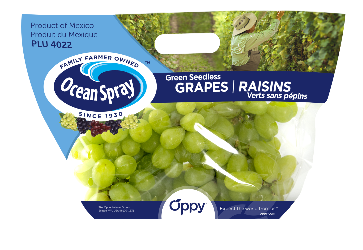 Our News - Spring grapes to debut in favored label - Oppy