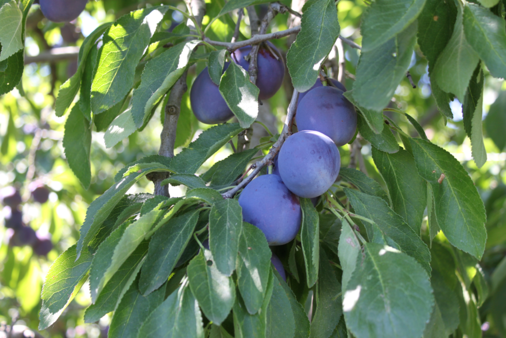 Our News - Oppy presents unique Italian-style prune plums - Oppy