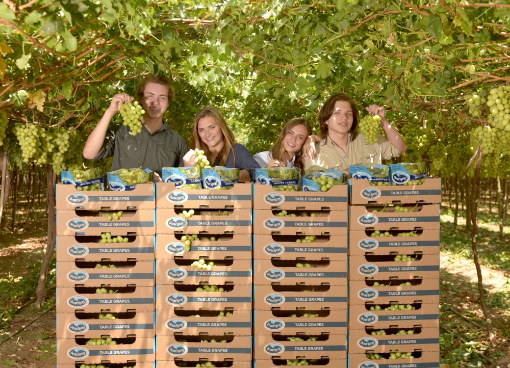 Our News - Oppy expands Ocean Spray® partnership with robust grape harvest from Southern ...