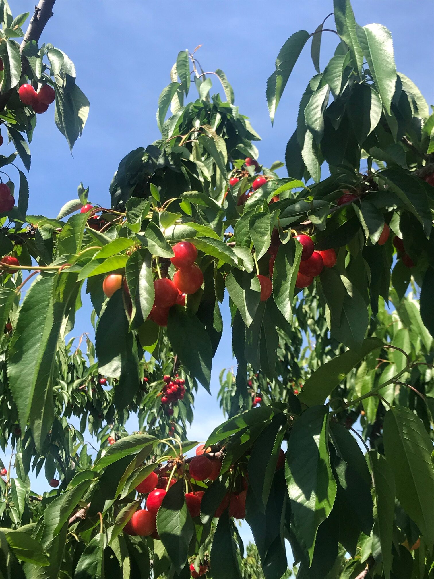 Our News - Oppy’s California cherry deal gets early pick of the season ...