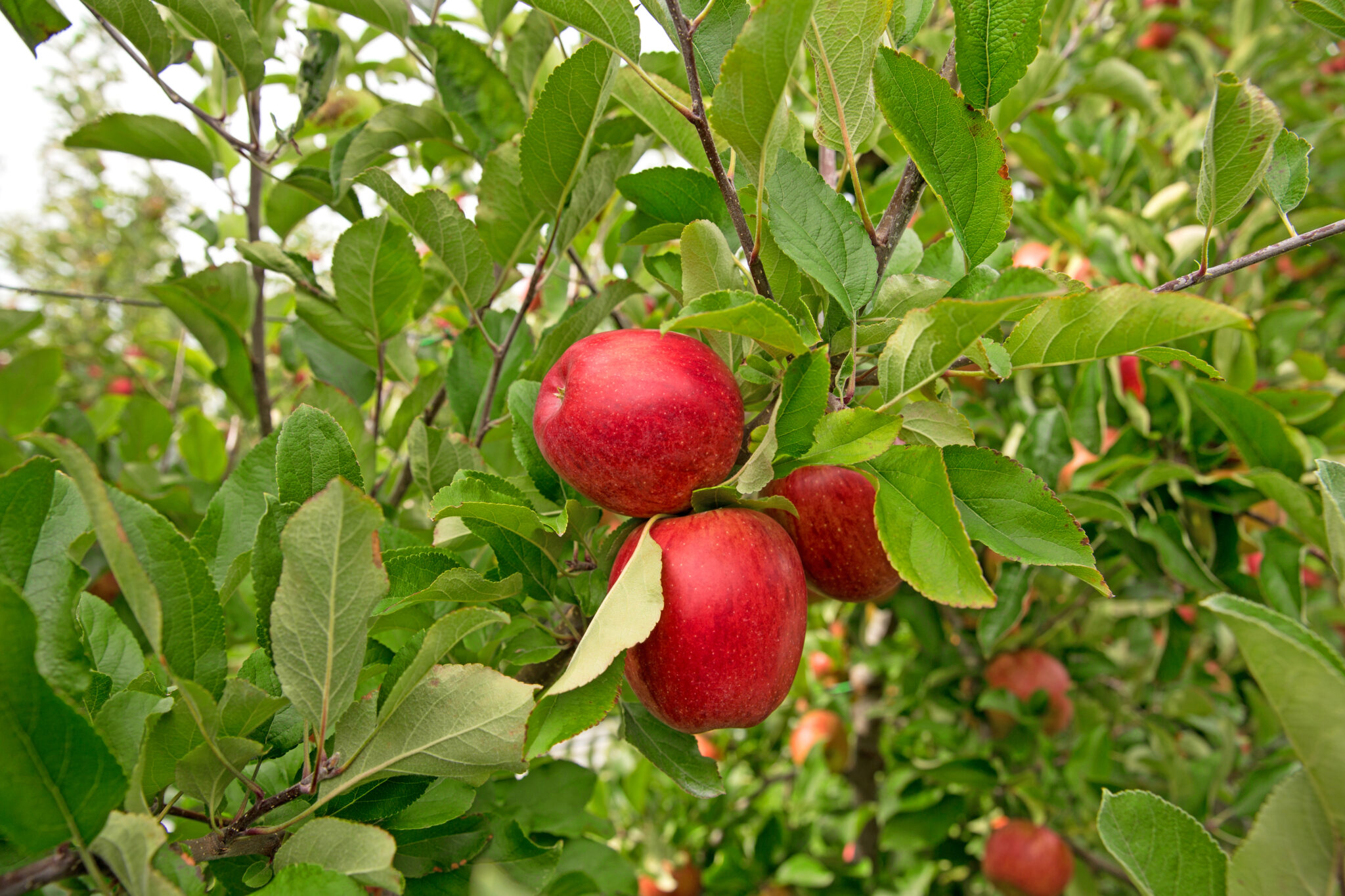 Our News - Oppy’s apple and pear category serves diverse choices year ...