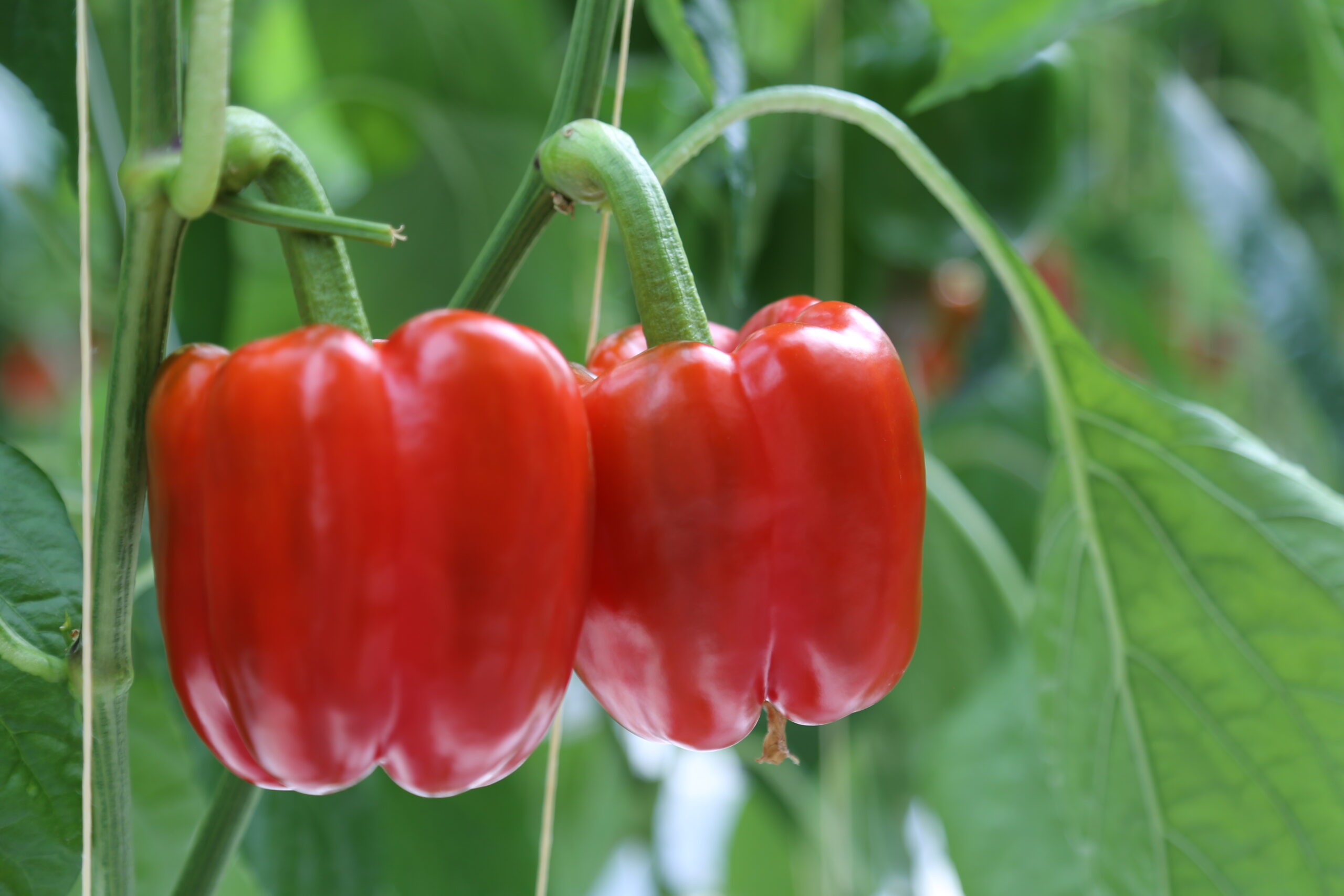 Our News - Oppy welcomes home CPMA trade show - Oppy