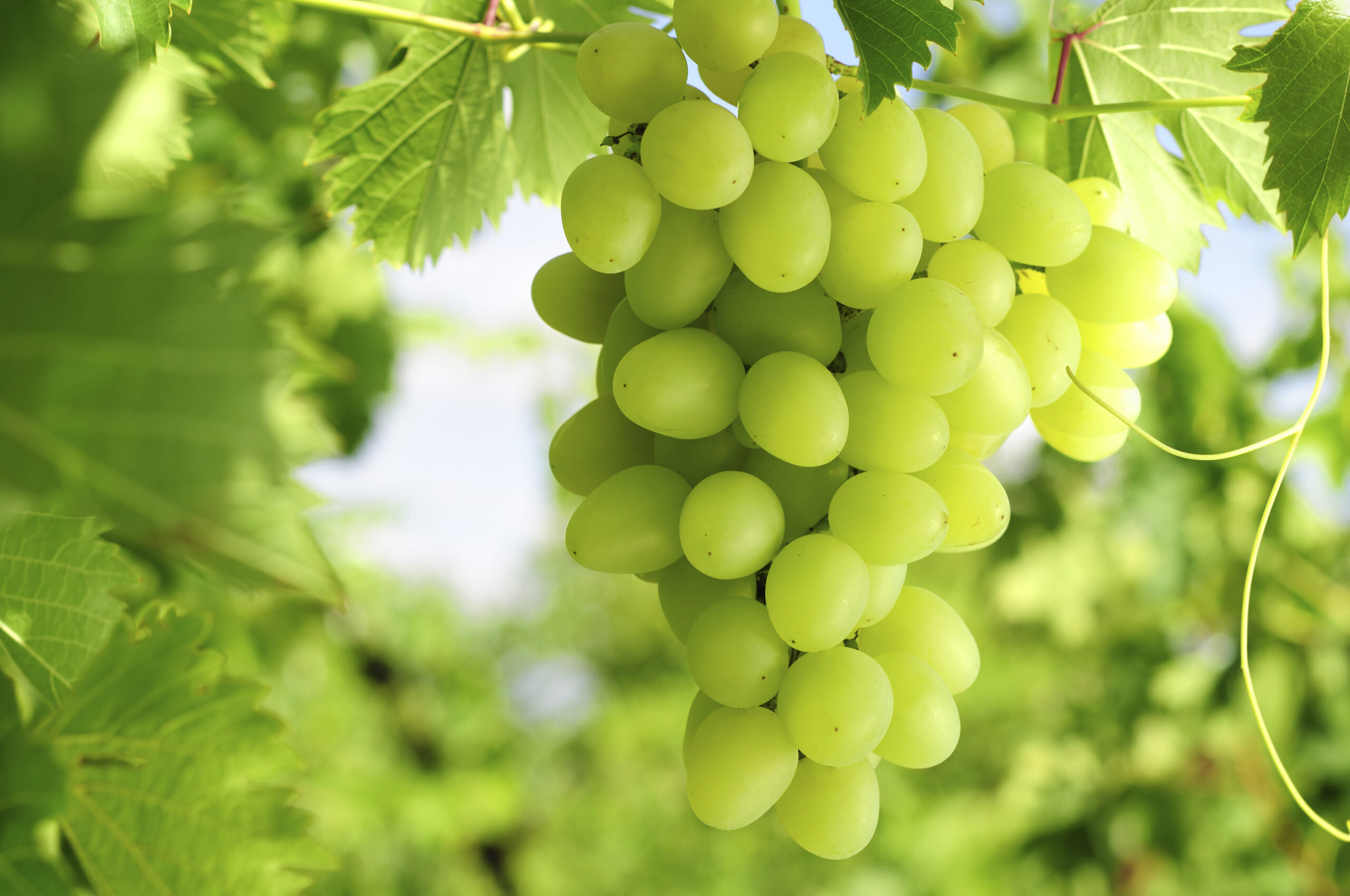 Our News - Oppy doubles Mexican grape volume, redesigns supply chain and expands reach into ...