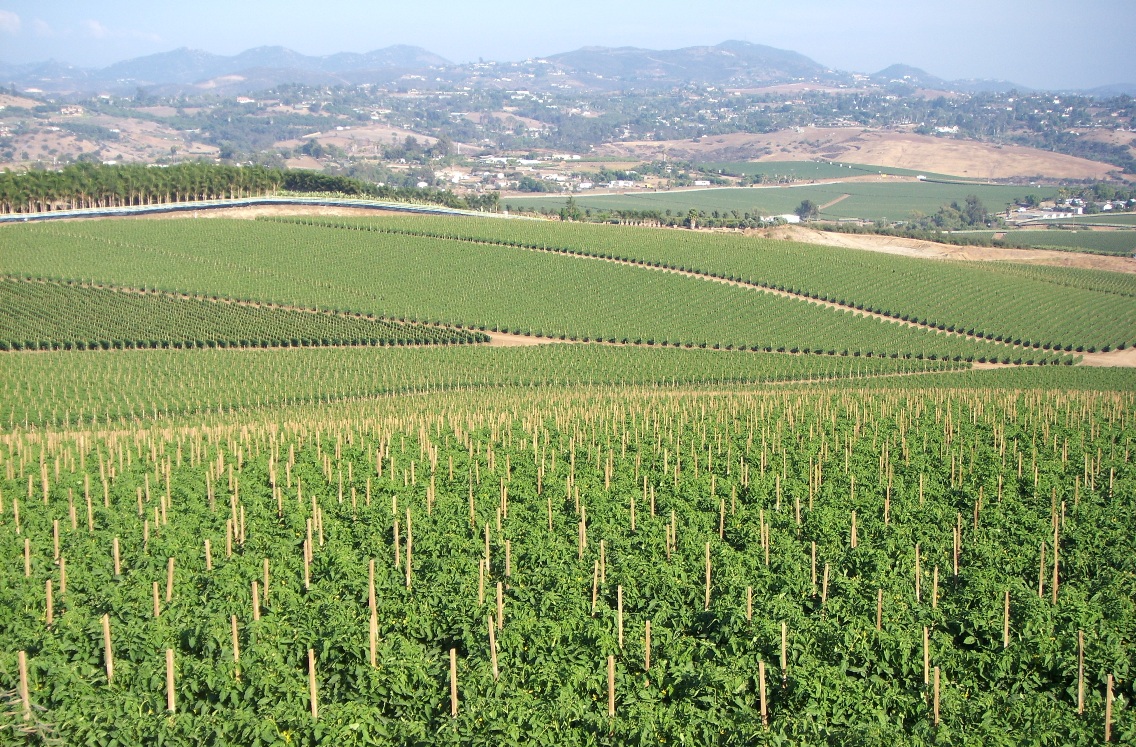 Our News - Anticipation builds for upcoming Oceanside Pole tomato ...